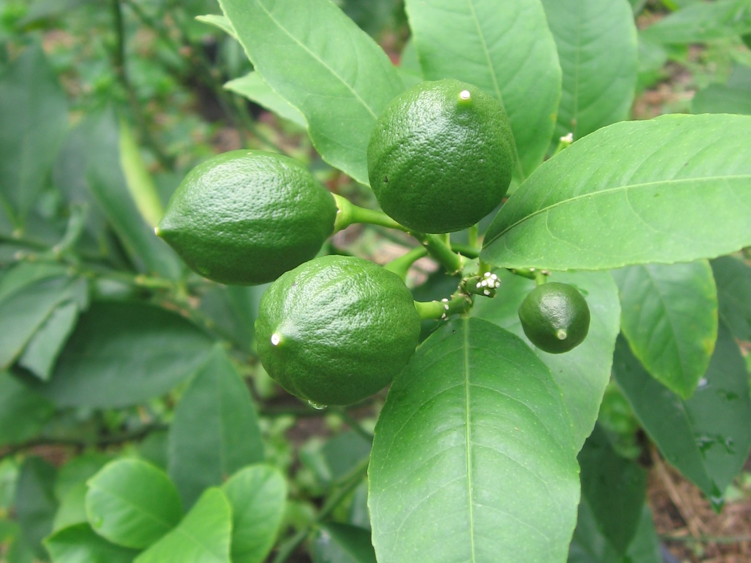 Your Guide to Growing Lemons – Live – Mother Earth News